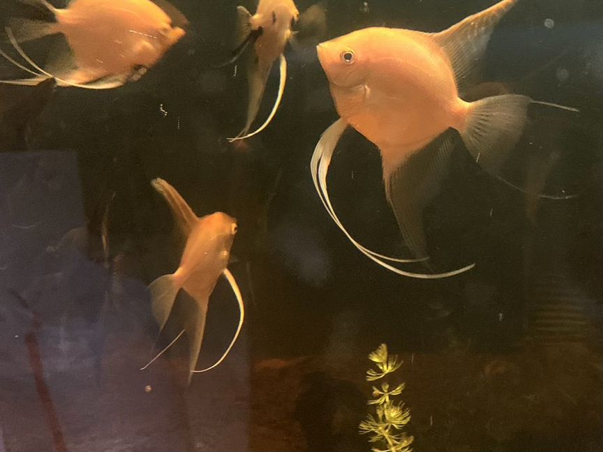 Рыбки Скалярии 3 вида