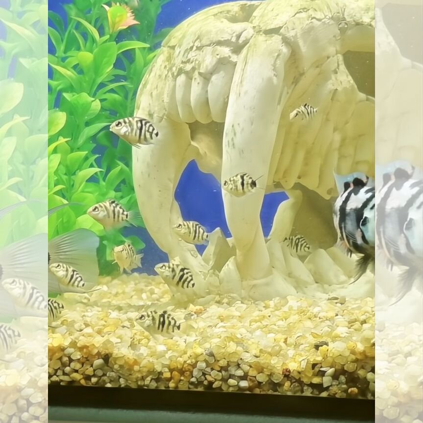 Рыбка сапфировый попугай