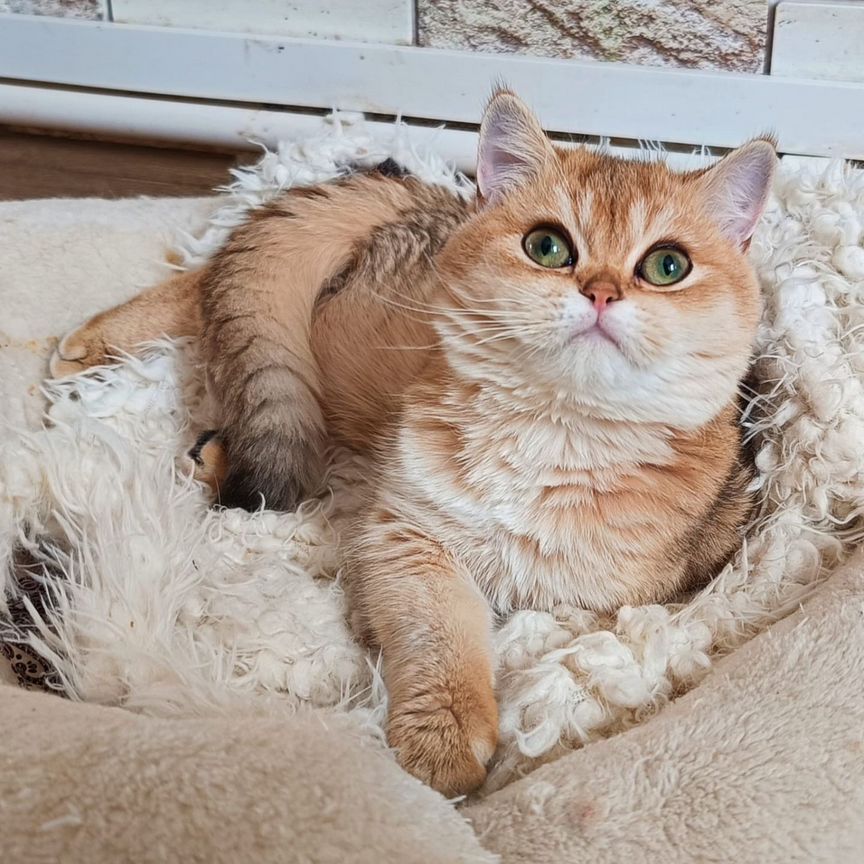 Золотая шиншилловая кошечка