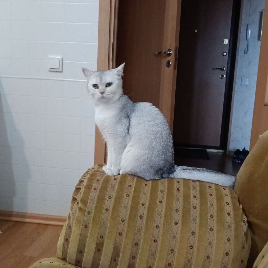 Отдам кошку в добрые руки бесплатно