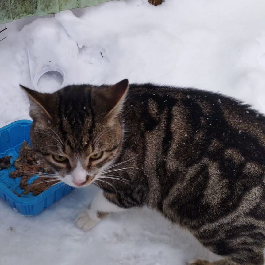 Спасите кота