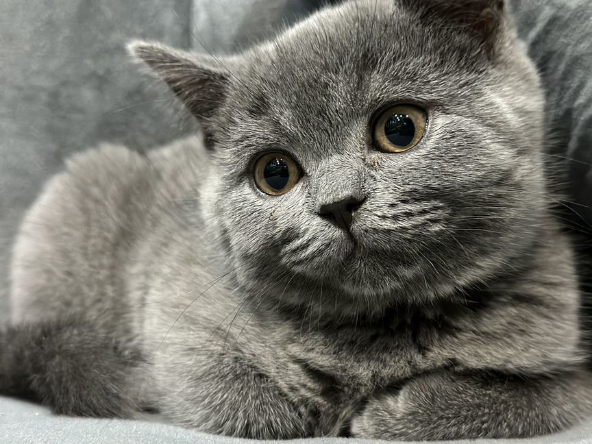 Британская кошка 7 мес