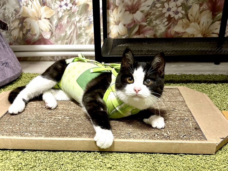 Ладненькая пухляшечка Плюшечка (5 мес.) ищет дом