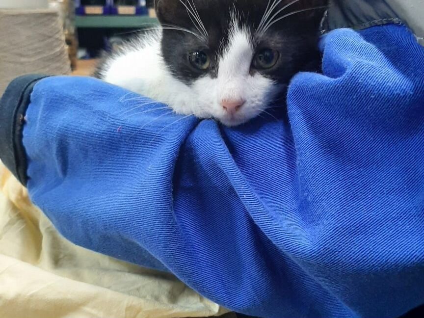 Котенок девочка в добрые руки