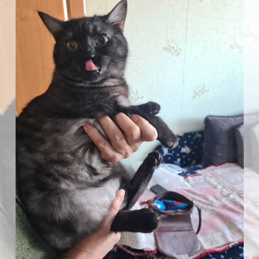 Пристраивается кошечка