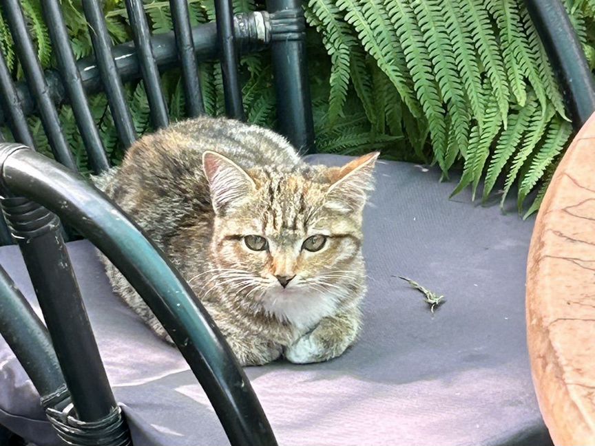 Найдена кошка