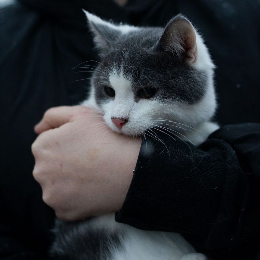 Котенок с прививками из приюта