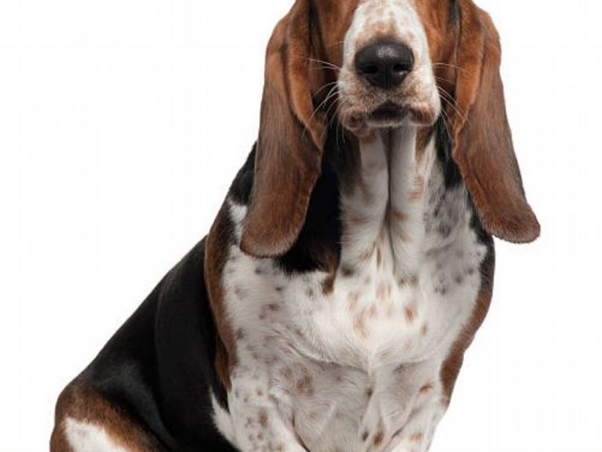 Бассет хаунд