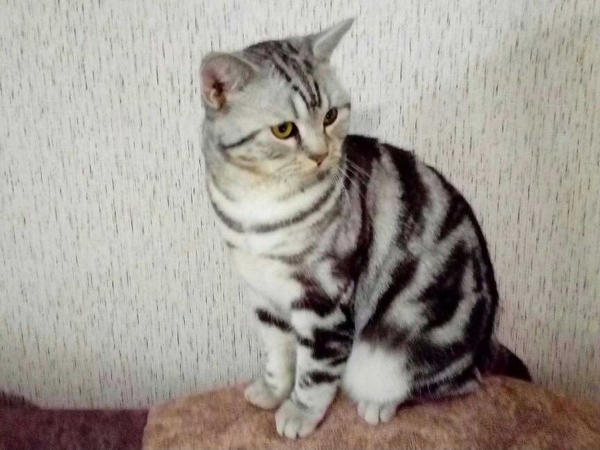 Котик ждет вас в гости
