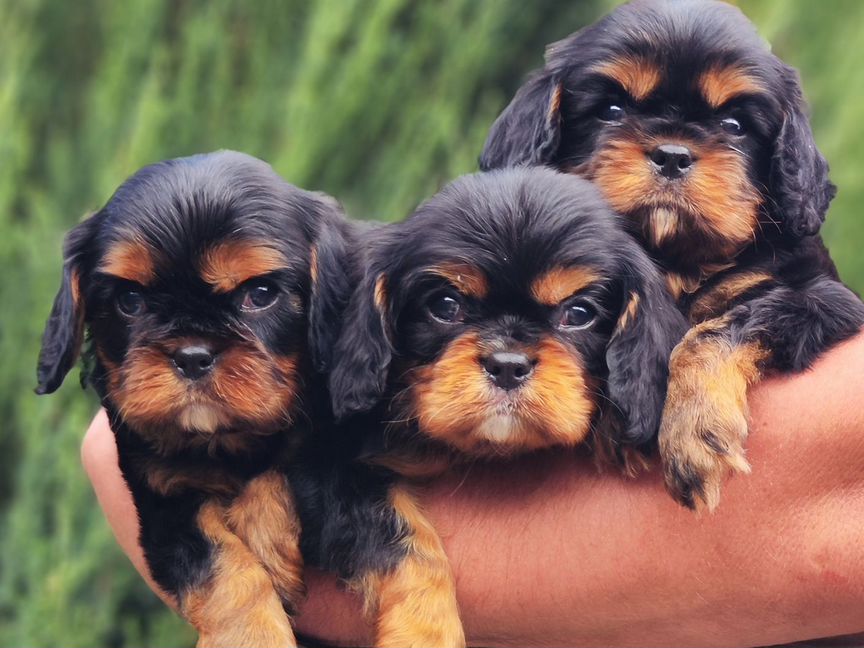 Кавалер кинг чарльз спаниель рубин и чп мальчишки