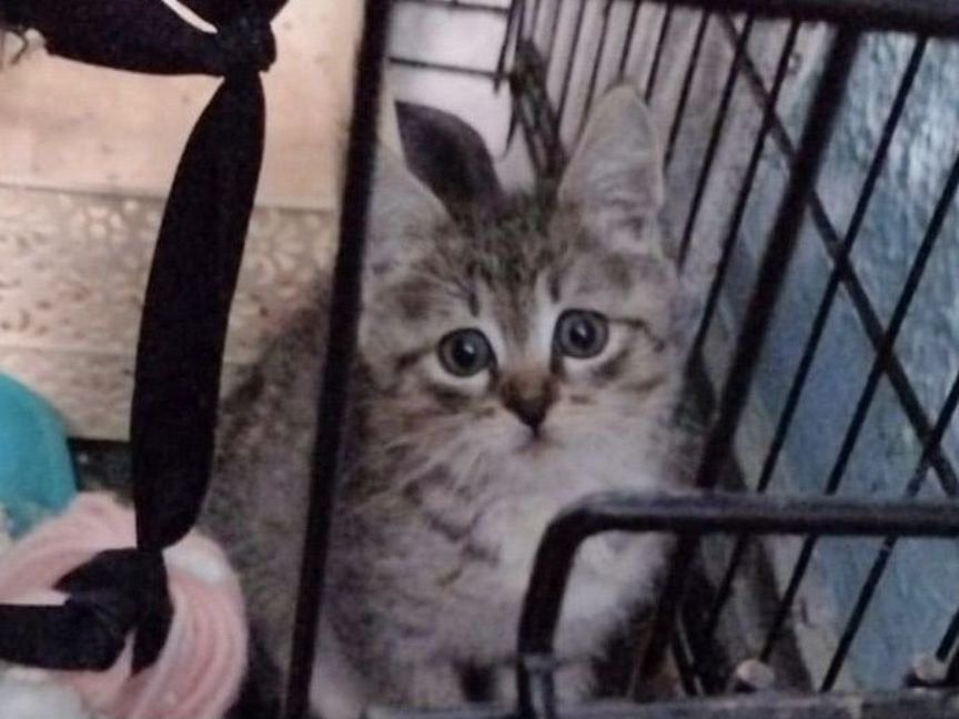 Маленький Сенечка просится из клетки на ручки