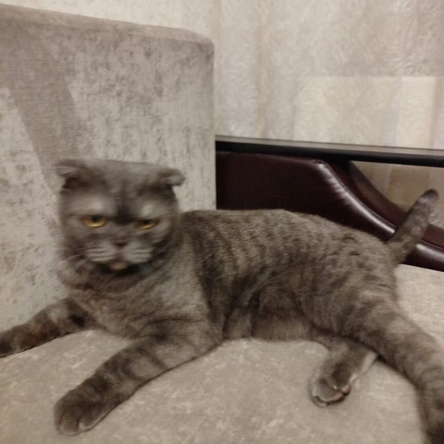 Шотландский вислоухий кот и сибирский кот