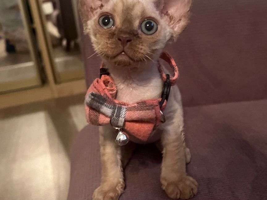 Котята девон-рекс