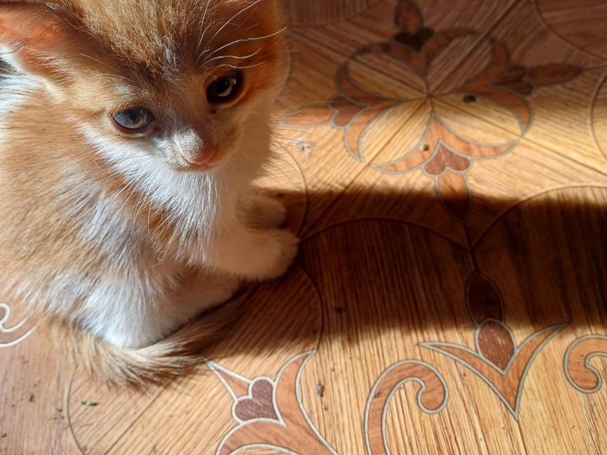 Кошки бесплатно