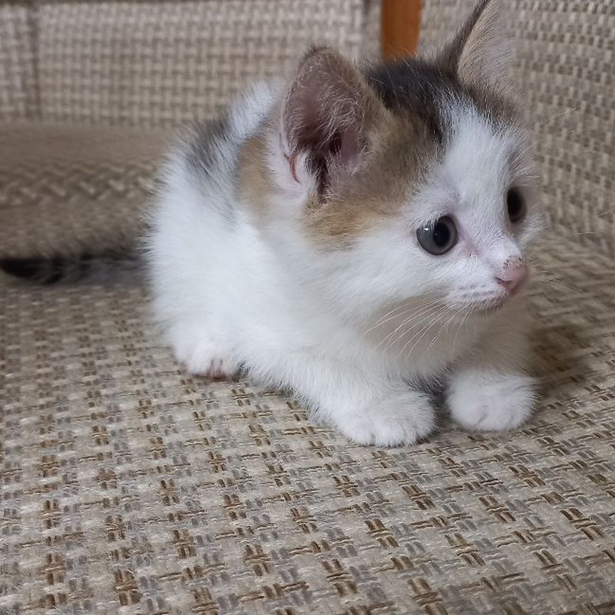 Отдам котят 1,5 месяца.1 фото девочка,2,3 мальчики