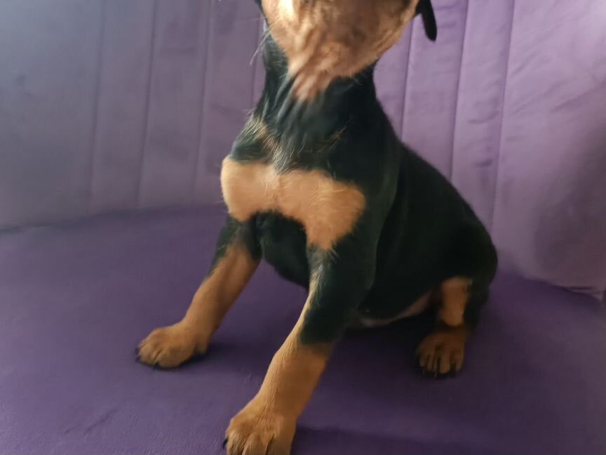 Щенки цвергпинчера