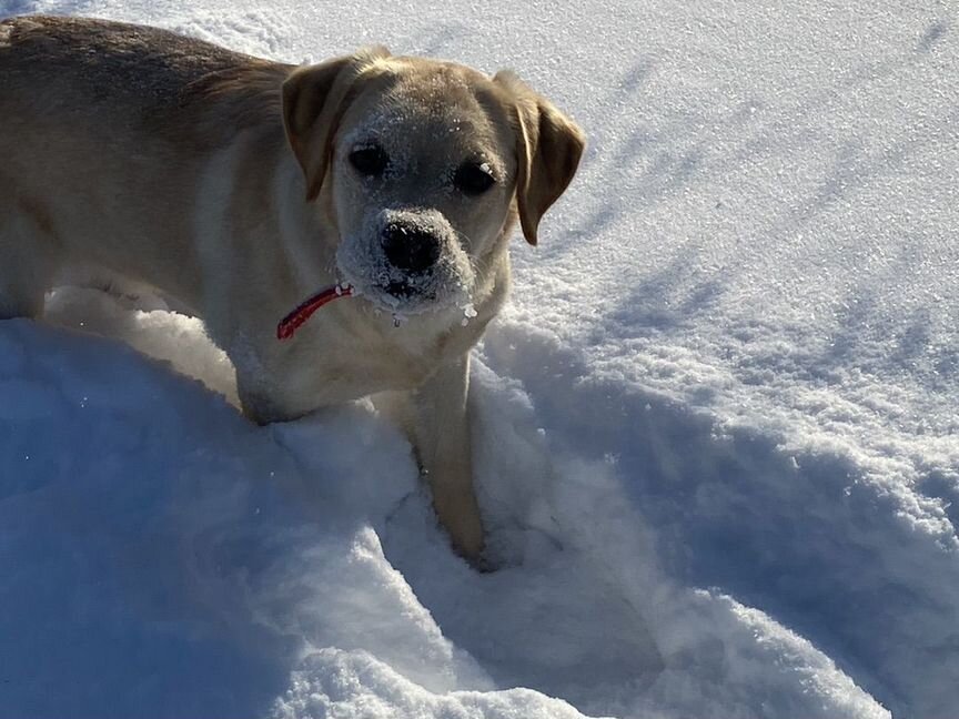 Лабрадор 9 месяцев