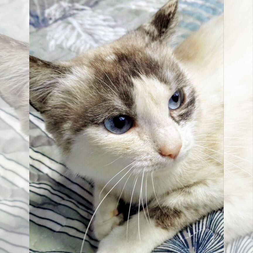 Взрослая, кошка в добрые руки