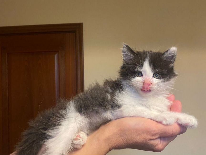 Котенок бесплатно