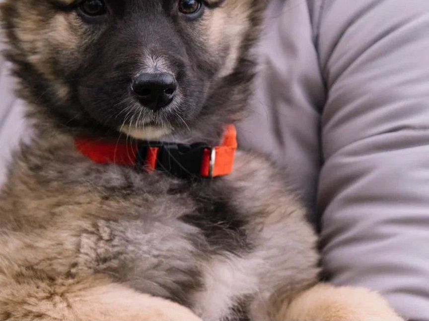 Щенок ищет дом