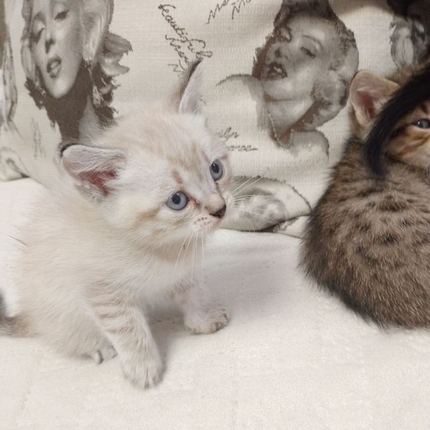 Котёнок в добрые руки