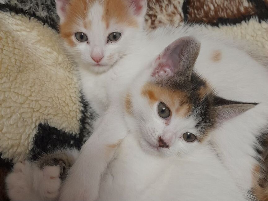 Кошка