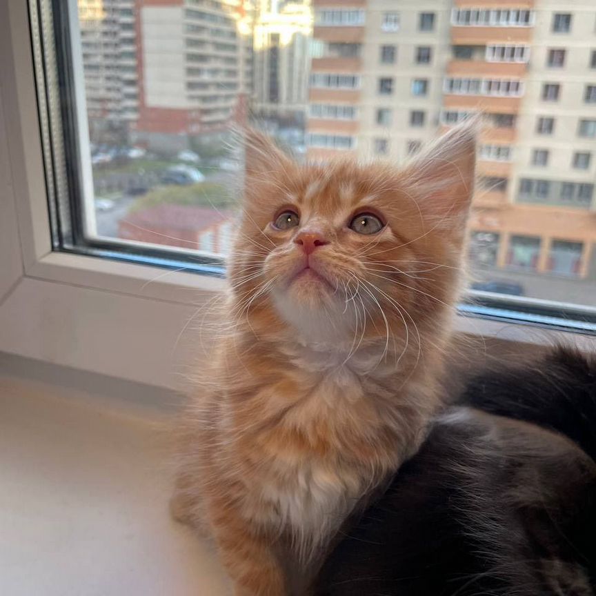 Котенок Мейн-кун