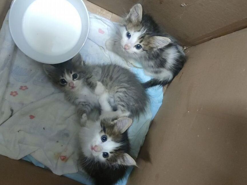 3 малышей котят