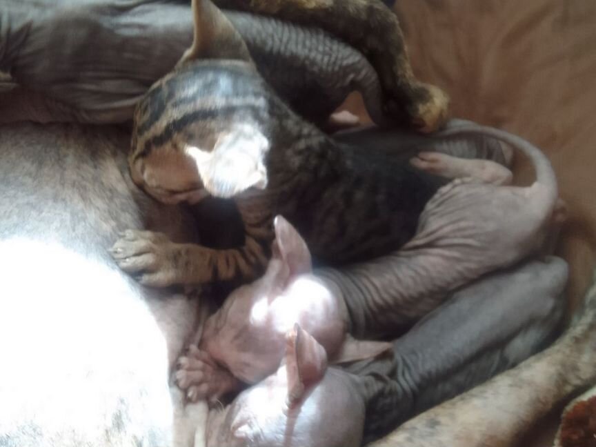 Донской сфинкс котята