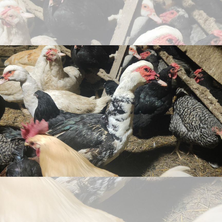 Селезни индоутки