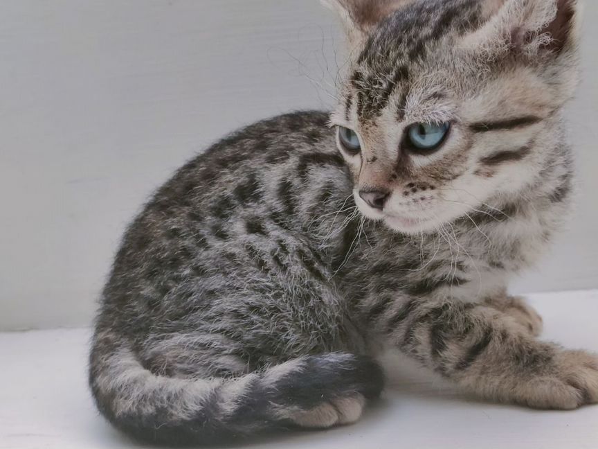 Мальчик Манчкин генетта long