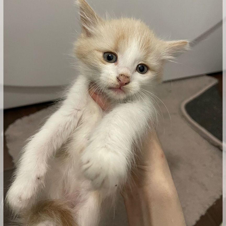 Котёнок в добрые руки