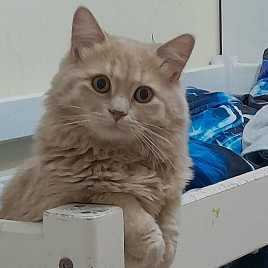 Отдам котика в добрые руки