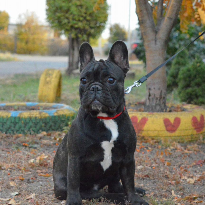 Породная подрощенная девочка в семью