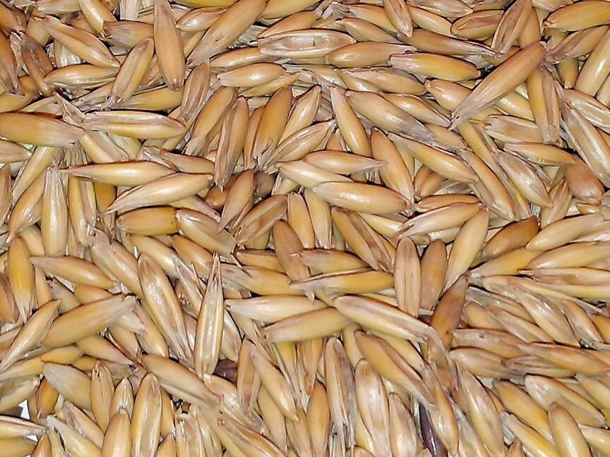 Овес фуражный от 30 тонн