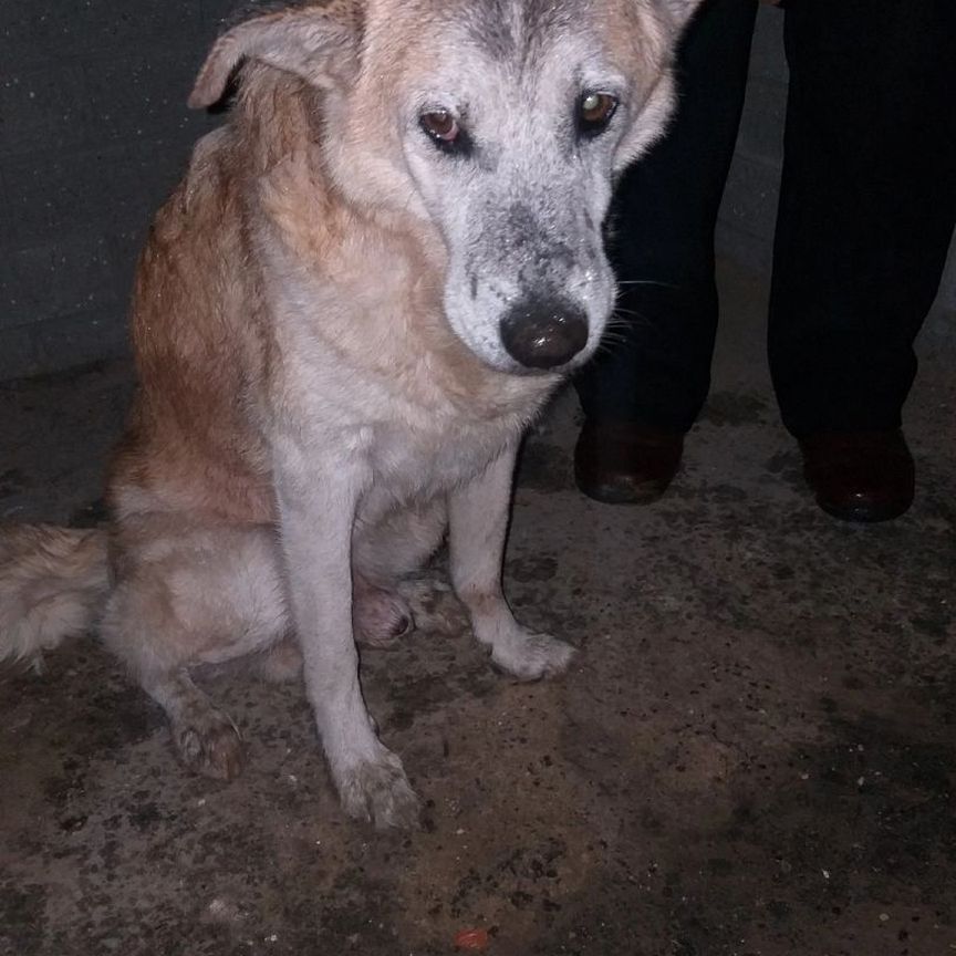 Старый пёс на улице