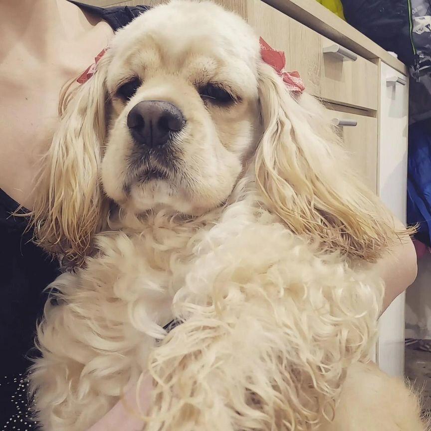 Американский коккер спаниель Ищем жениха для вязки