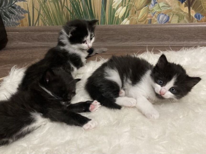 Отдам бесплатно котята домашние родились 11 апреля