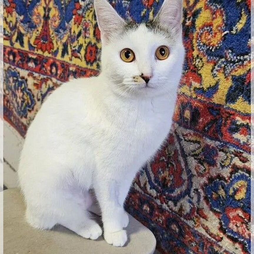 Миниатюрная Яночка ищет дом