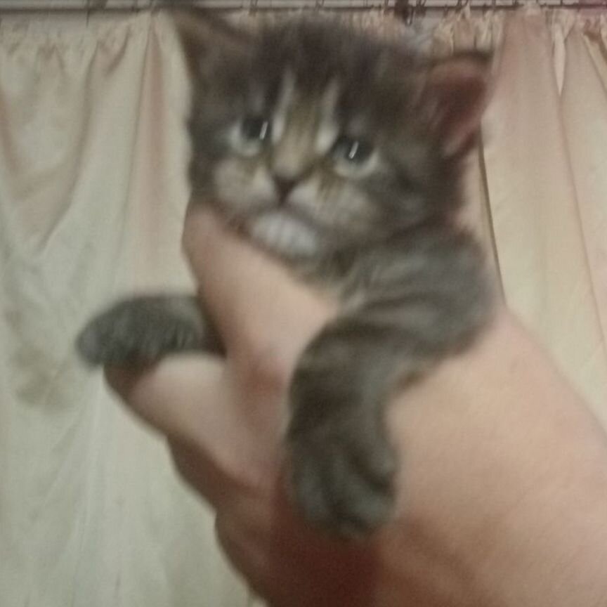 Мейн-кун котёнок