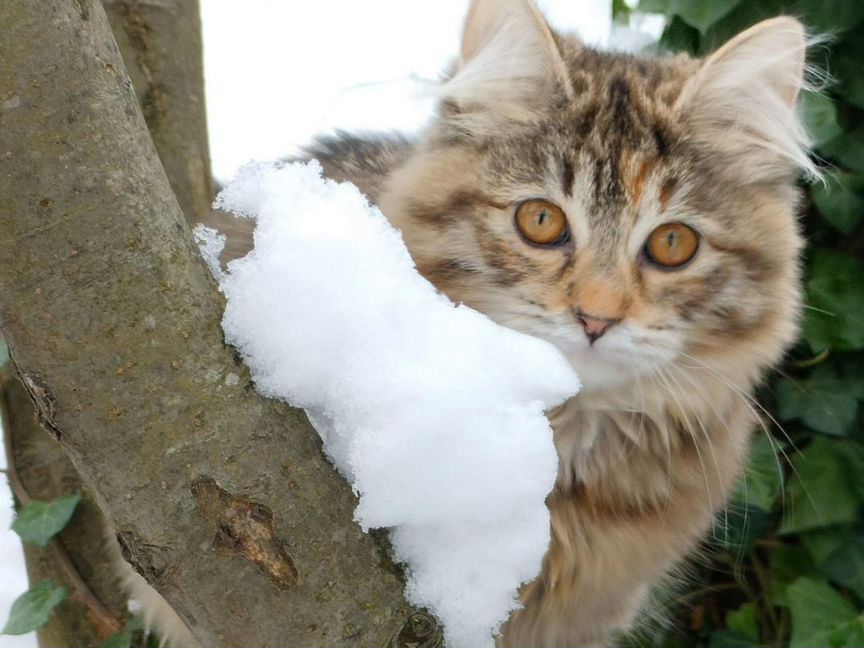 Котенок, 5мес.девочка