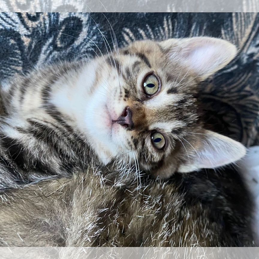 Котёнок в добрые руки