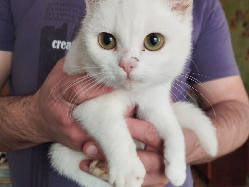 Кошки