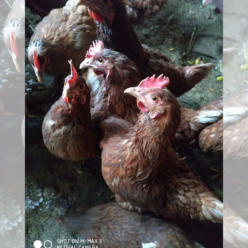 Куры несушки