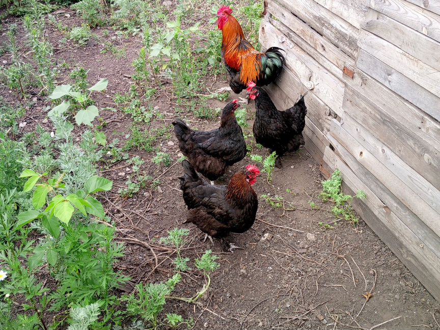 Куры мараны