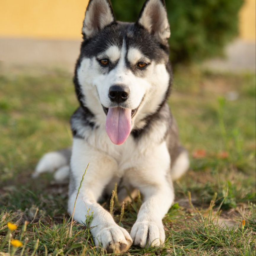 Хаски бесплатно в добрые руки