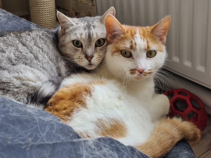 Пара влюбленных котиков мечтают найти общий дом