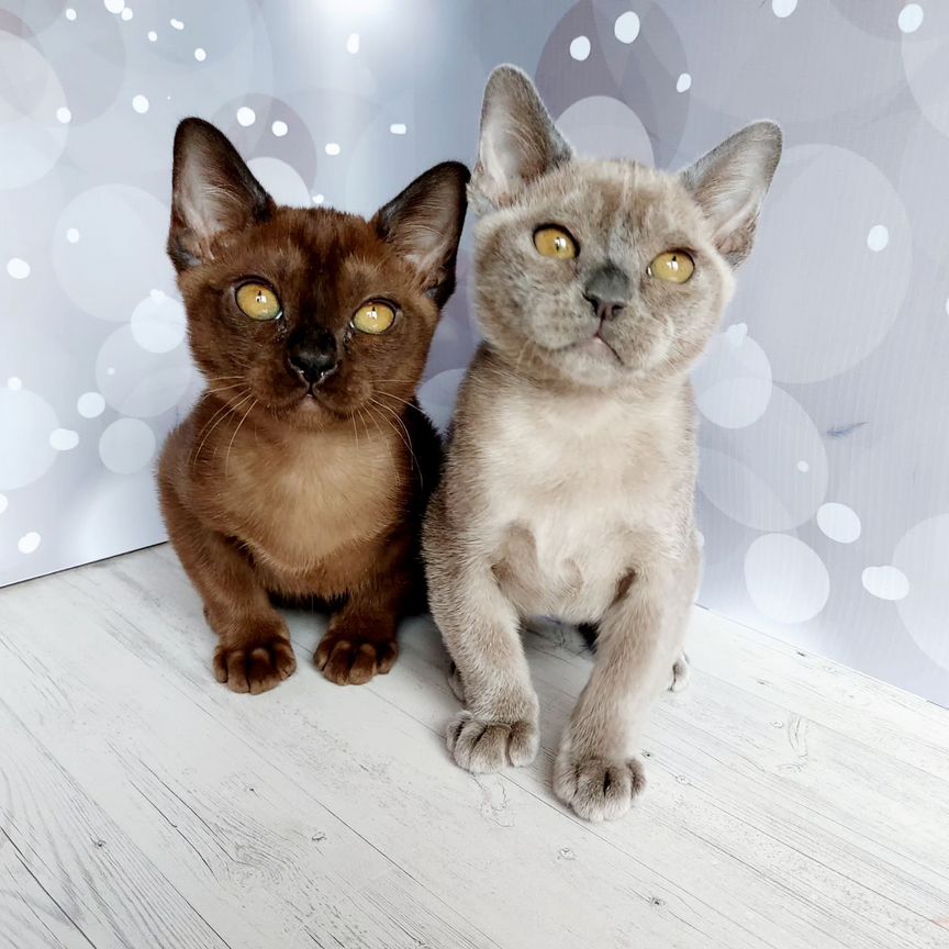 Бурмо-малыши