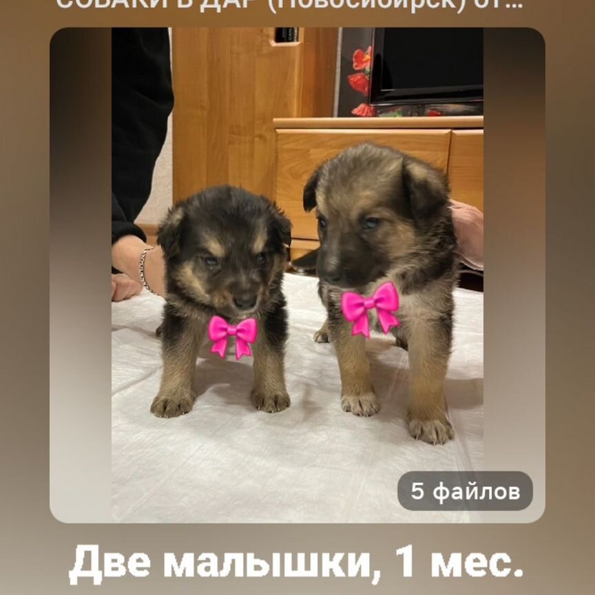 Две малышки щенки спасены