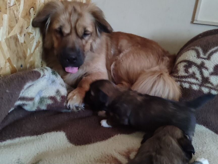 Маленькая собака